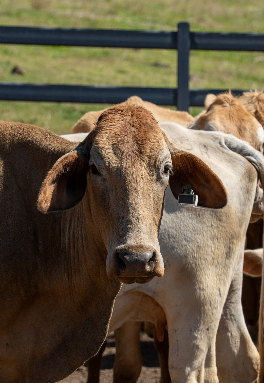 CERES RANCH Pasture Feed Intake – CERES TAG