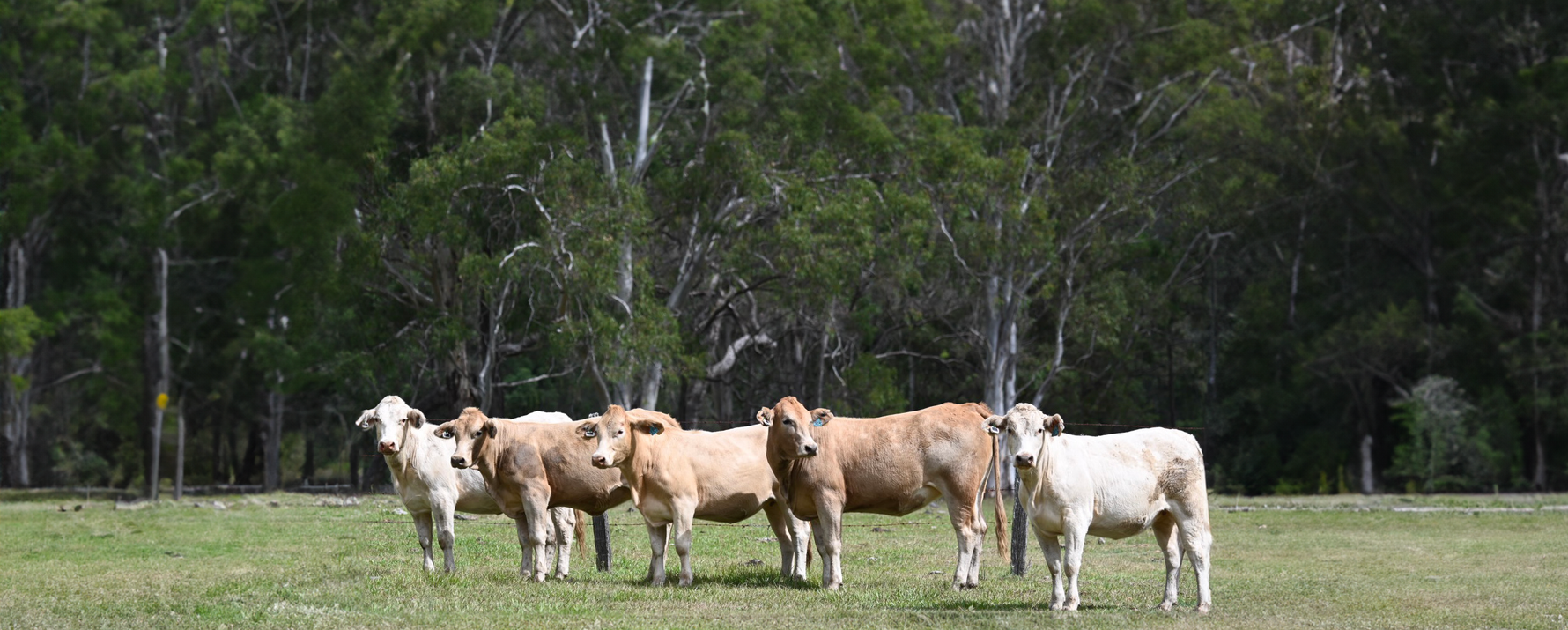 CERES TAG – Animal Health Intelligence