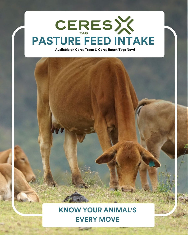 Shop GPS Animal Monitoring Ear Tags – Ceres Tag