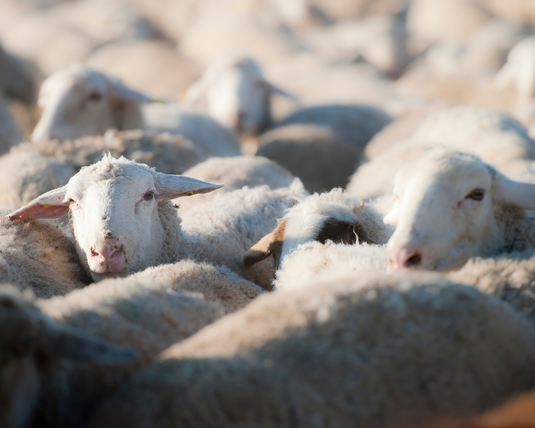 Shop GPS Animal Monitoring Ear Tags | Ceres Tag