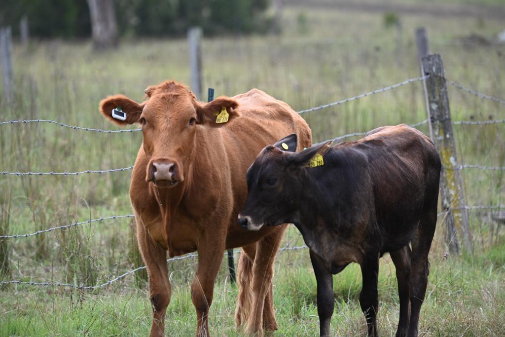 Sustainability & Environmental Benefits – CERES TAG