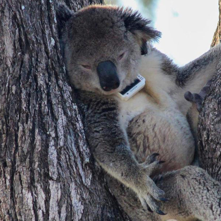 Wildlife Conservation and Pest Animal Control – CERES TAG