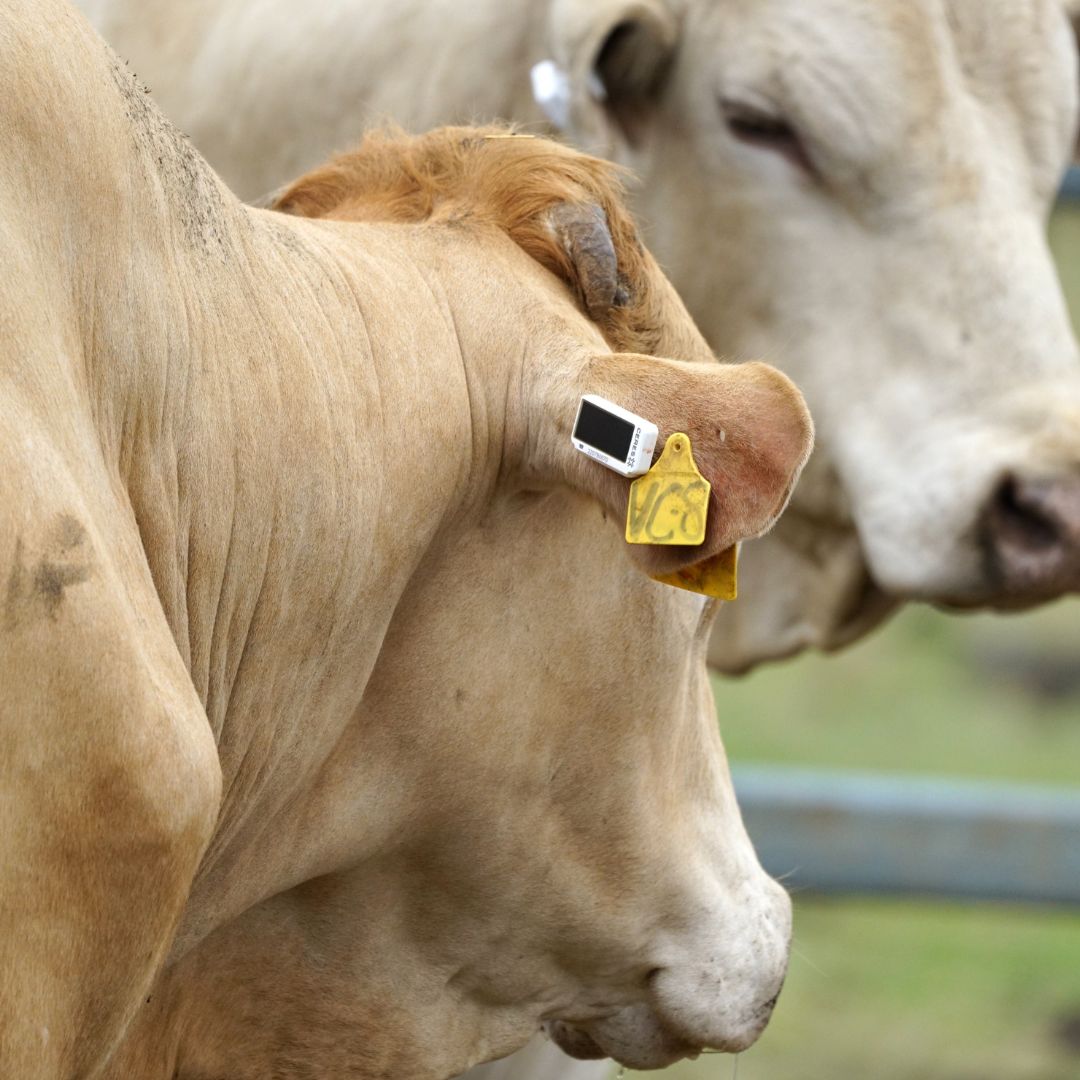 Automated, Global Data Capture for Researchers – CERES TAG